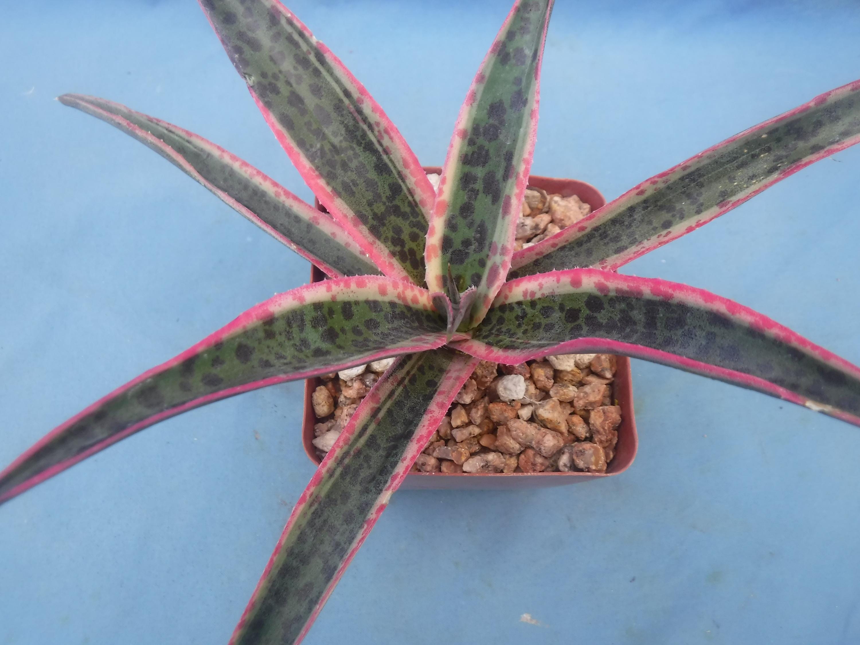 Mega Games Spotty Dotty Mangave Planta De Inicio Grande Agave ...