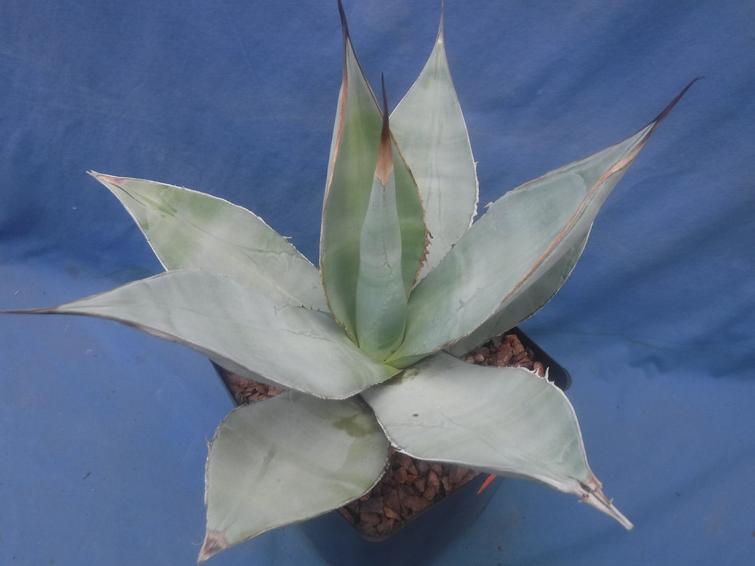 Agave Titanota white Ice Succulent Plant 11 Wide. Great Teeth Fantastic ...