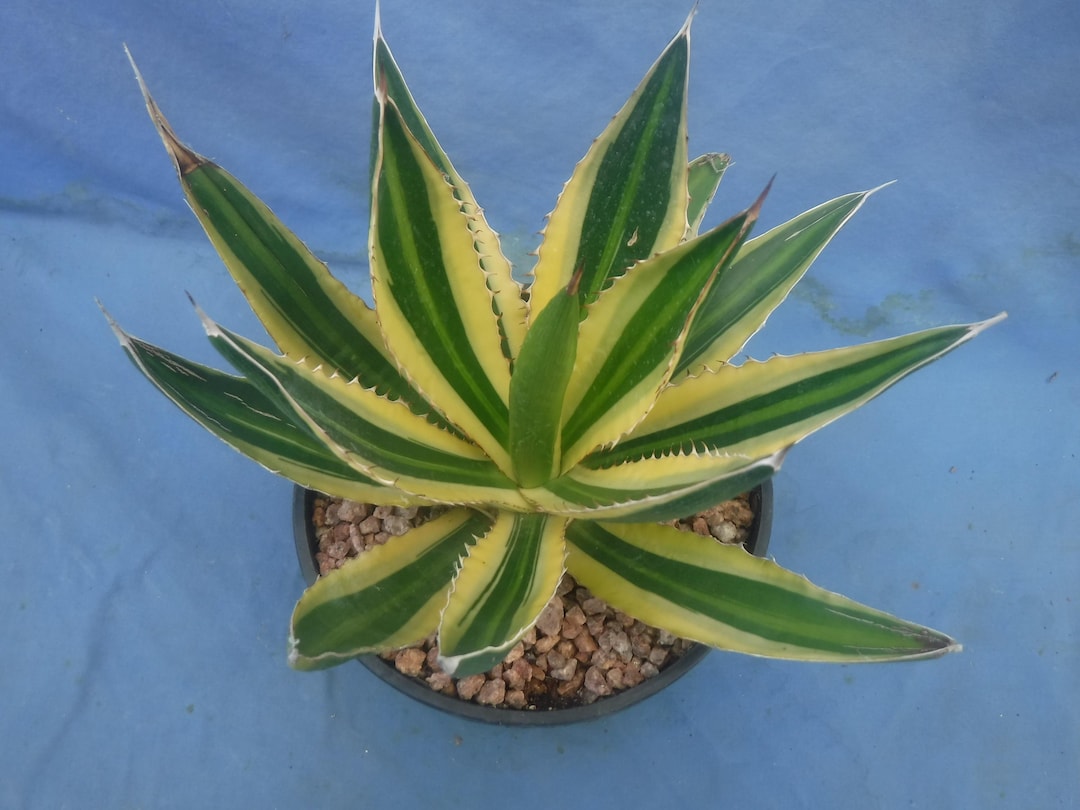 Agave Lophantha "quadricolor" Nice Larger Plants FOUR Colors on the ...