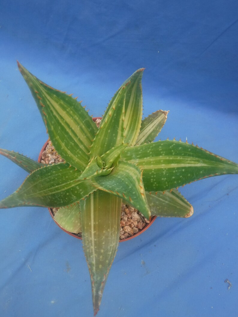 Aloe "tiger Taffy" VARIEGATED! Hybrid! Very Easy to Grow 9"-12" Wide 6 ...