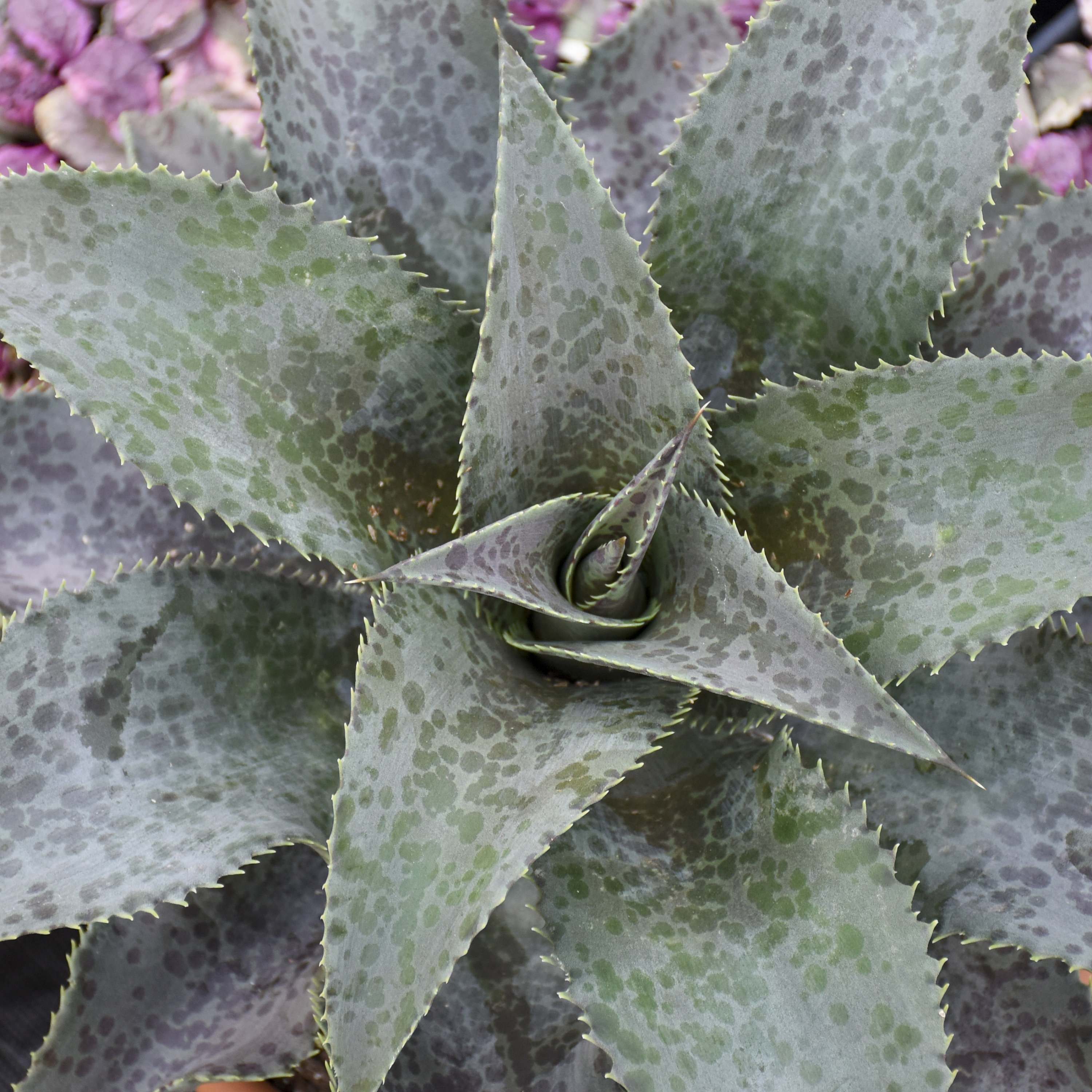 5 Different Mangave STARTER Plants Agave/manfreda Hybrids Growers Pick ...