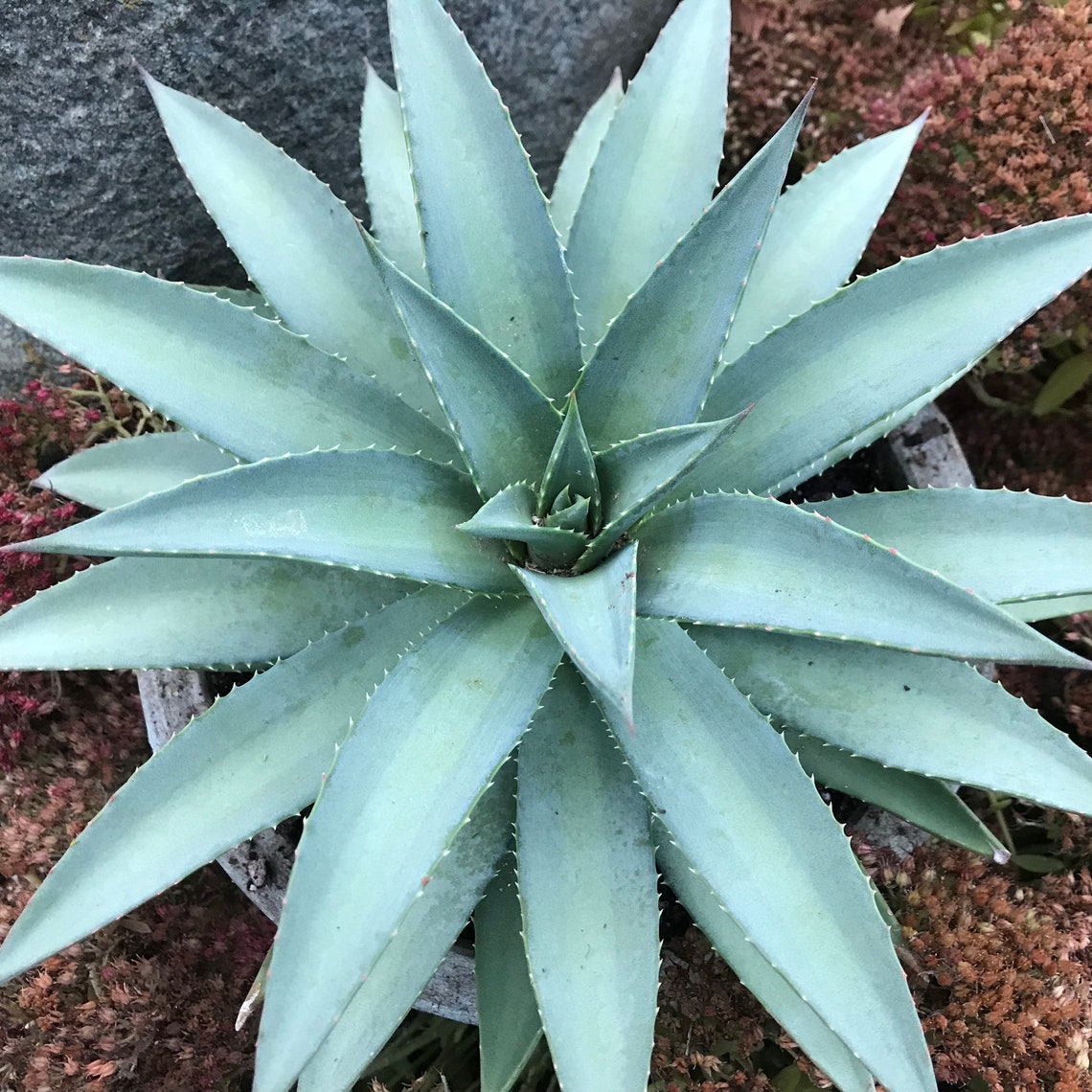 10 Different Mangave STARTER Plants Agave/manfreda Hybrids Growers Pick ...