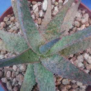 Aloe Hybrid: Raspberry Ruffles Plant 6" to 8" Wide Easy to Grow ...