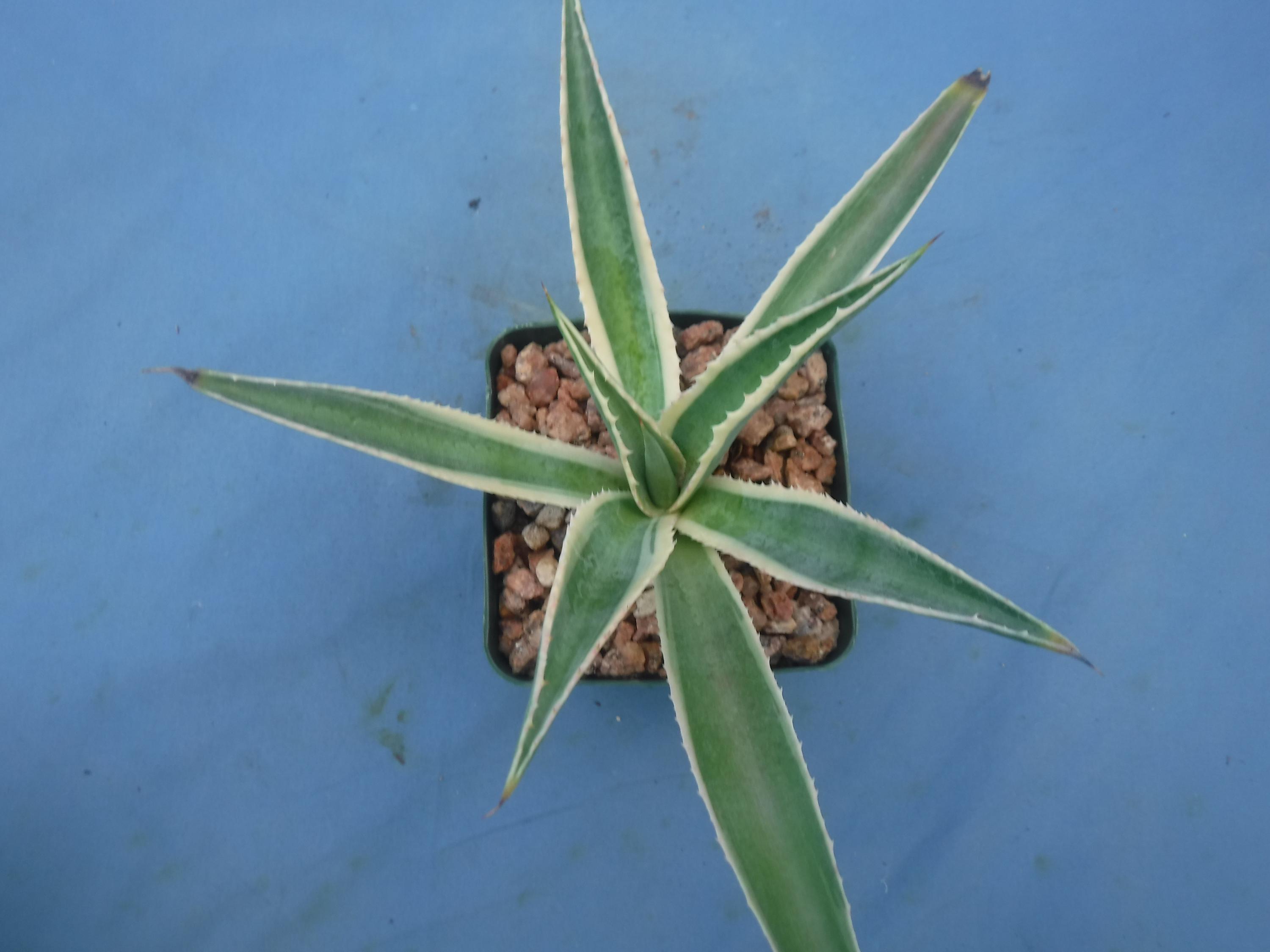 Navajo Princess Mangave Large STARTER Plant Agave/manfreda Hybrid Great ...