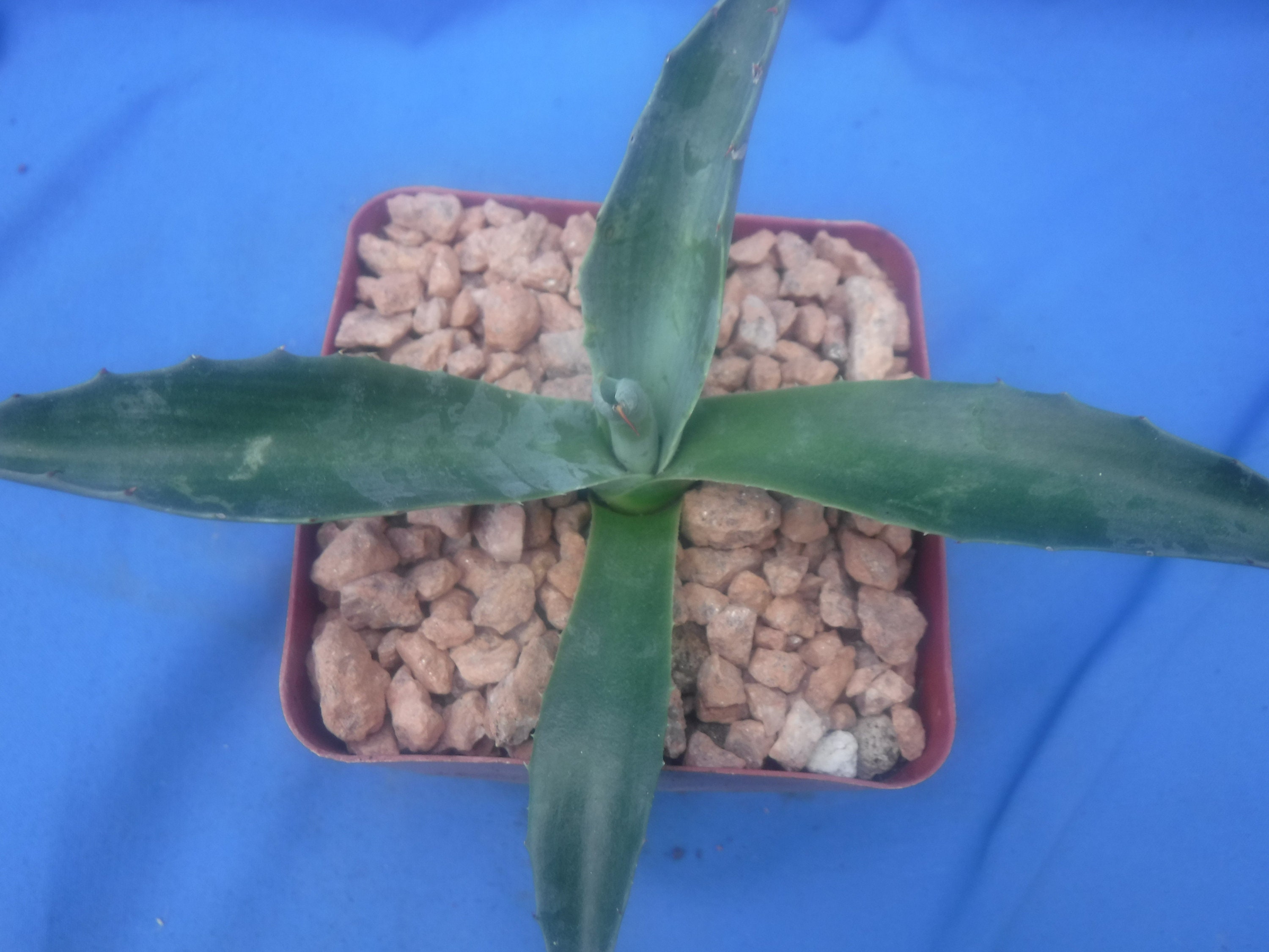 Agave Ovatifolia "frosty Blue" Starter Plants 3" to 4.5" Wide. COLD ...