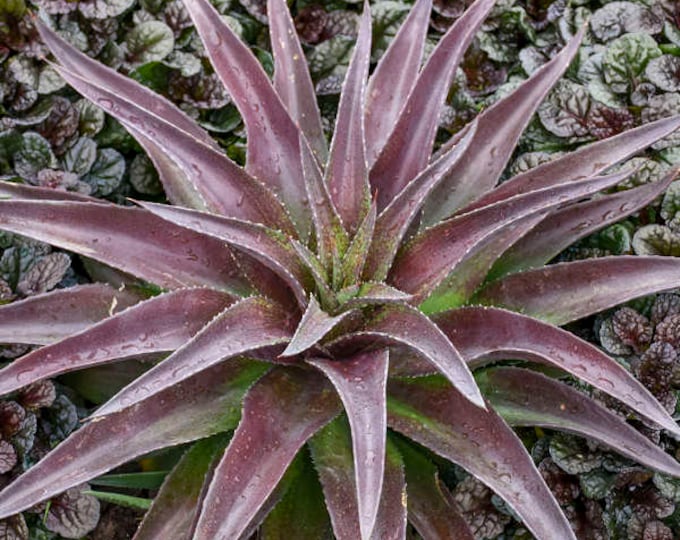 Red Wing Mangave STARTER Plant Agave/manfreda Hybrid Great COLORS ...