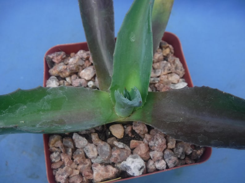 Iron Man Mangave 3"+ STARTER Plant Agave & Manfreda RARE Hybrid NEW for ...