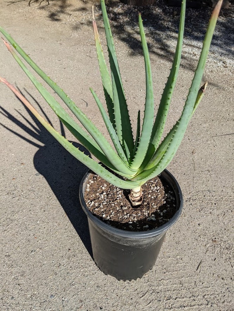 Aloe 'tangerine' HYBRID Aloe Arborescens X Ferox | Etsy