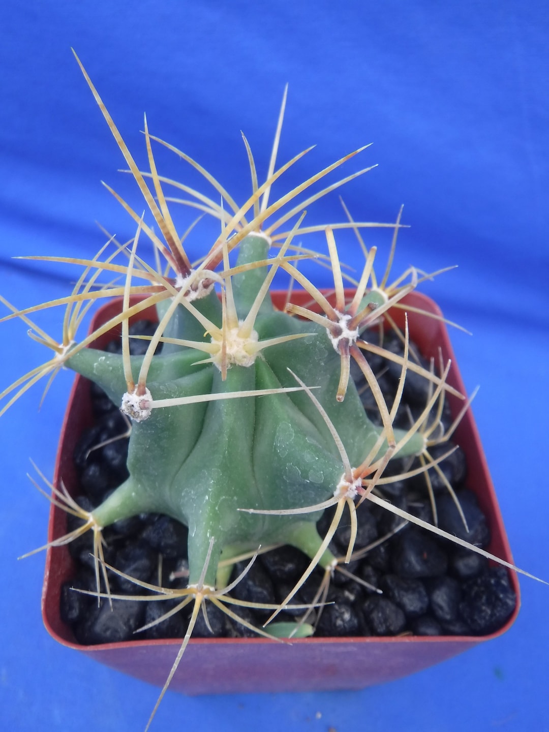 Ferocactus Histrix Cactus Plant 3.25" Pot Size RARE! Very Ltd Qty ...