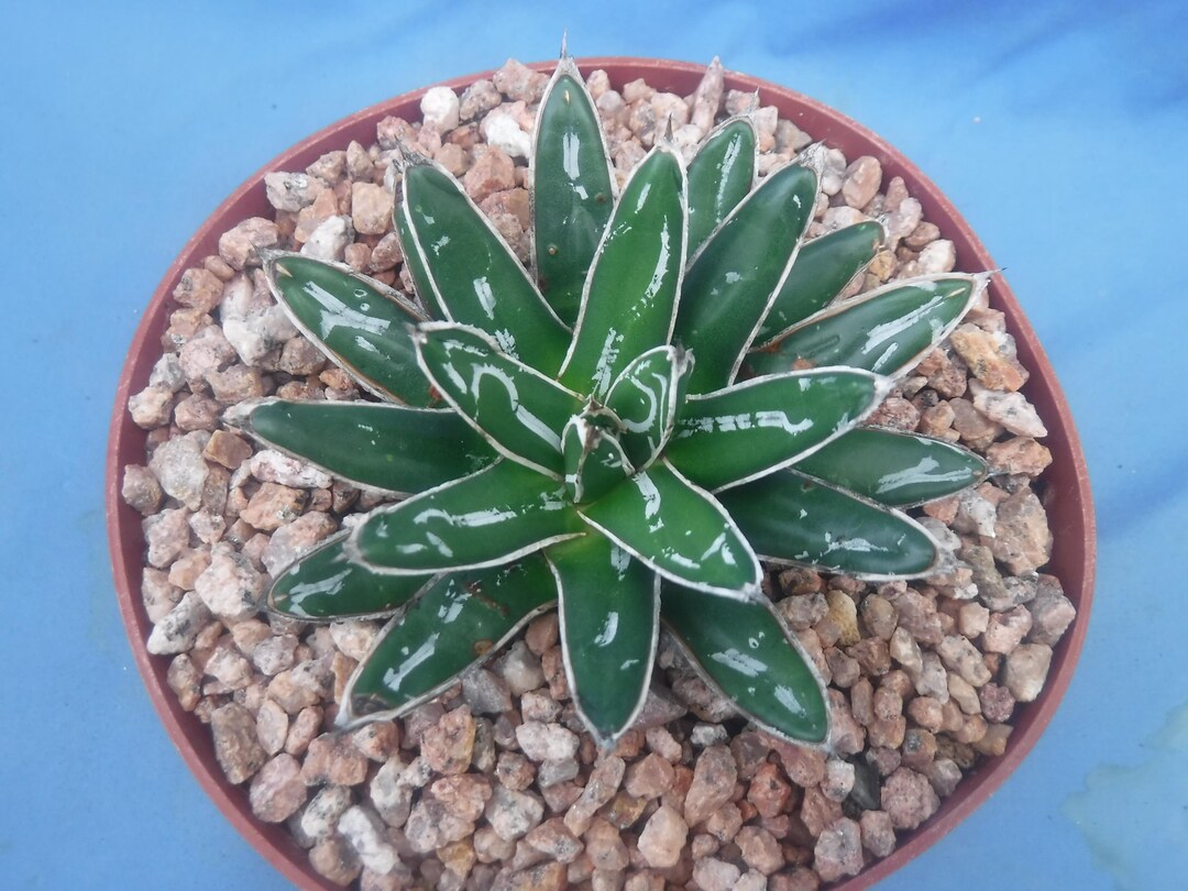 Queen Agave Compacta Amazing White Leaf Markings 4" Wide BLOWOUT PRICE ...