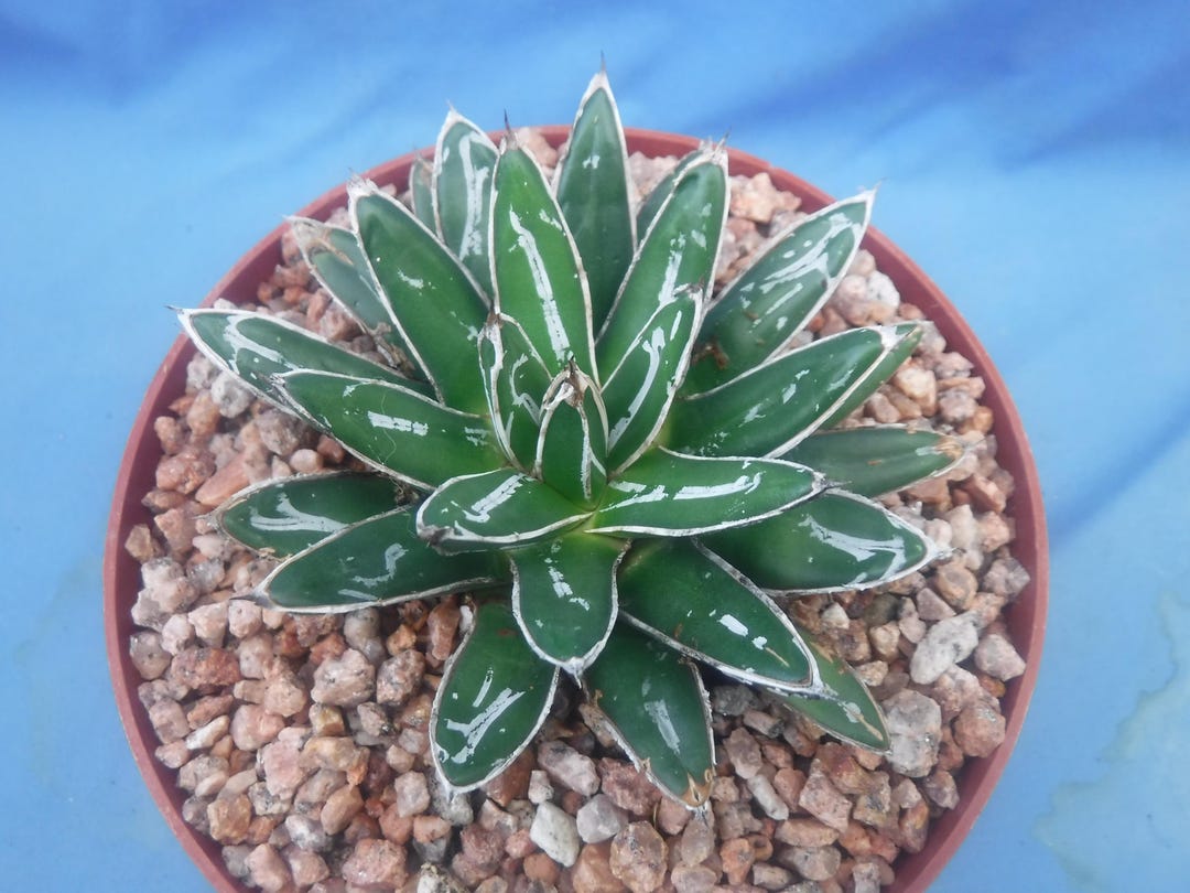 Queen Agave Compacta Amazing White Leaf Markings 4" Wide BLOWOUT PRICE ...