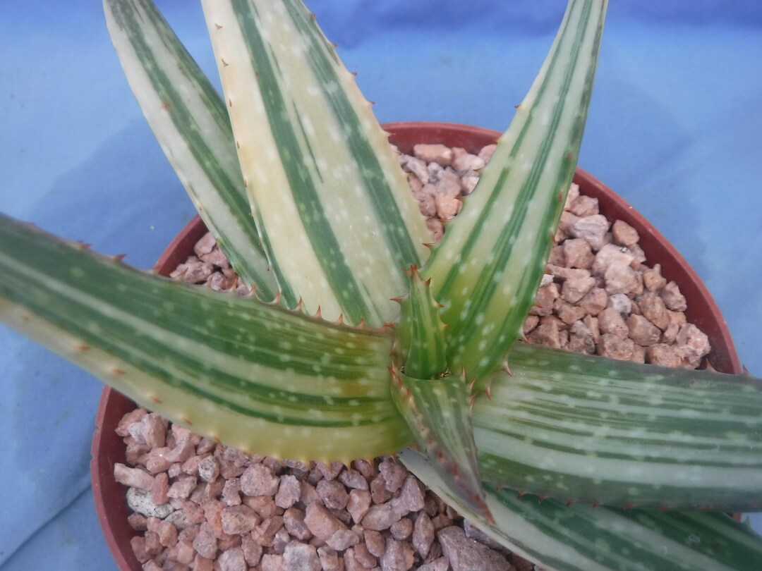 Aloe "tiger Taffy" VARIEGATED! Hybrid! Very Easy to Grow 7.5" Wide 6 ...
