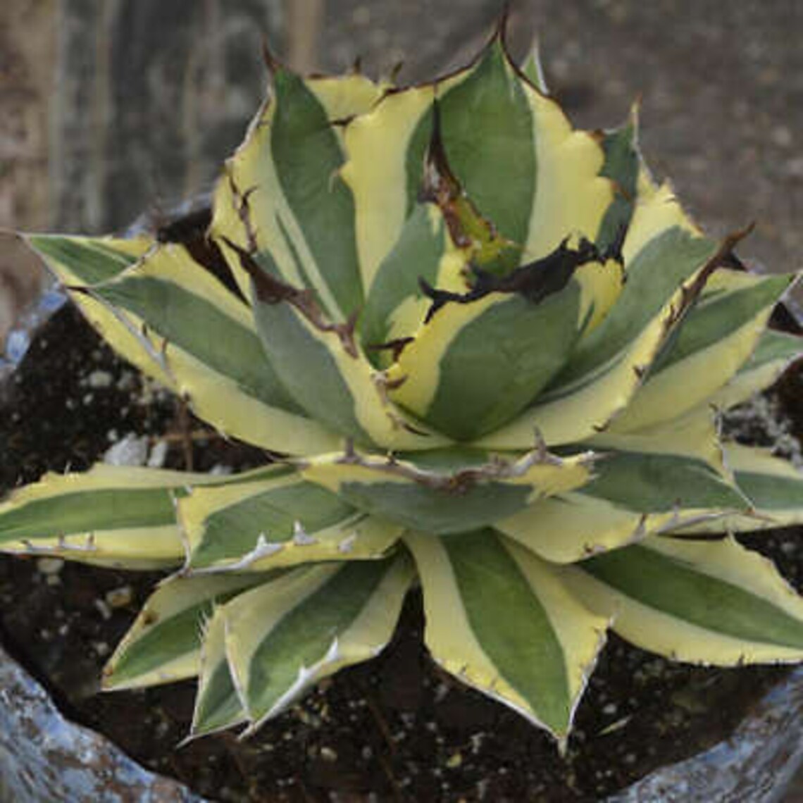 Agave titanota Snaggle Tooth Variegated RARE RARE | Etsy