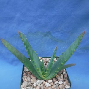 Aloe Tangerine Hybrid Arborescens X Ferox INTENSE BLOOMS STARTER Plants ...
