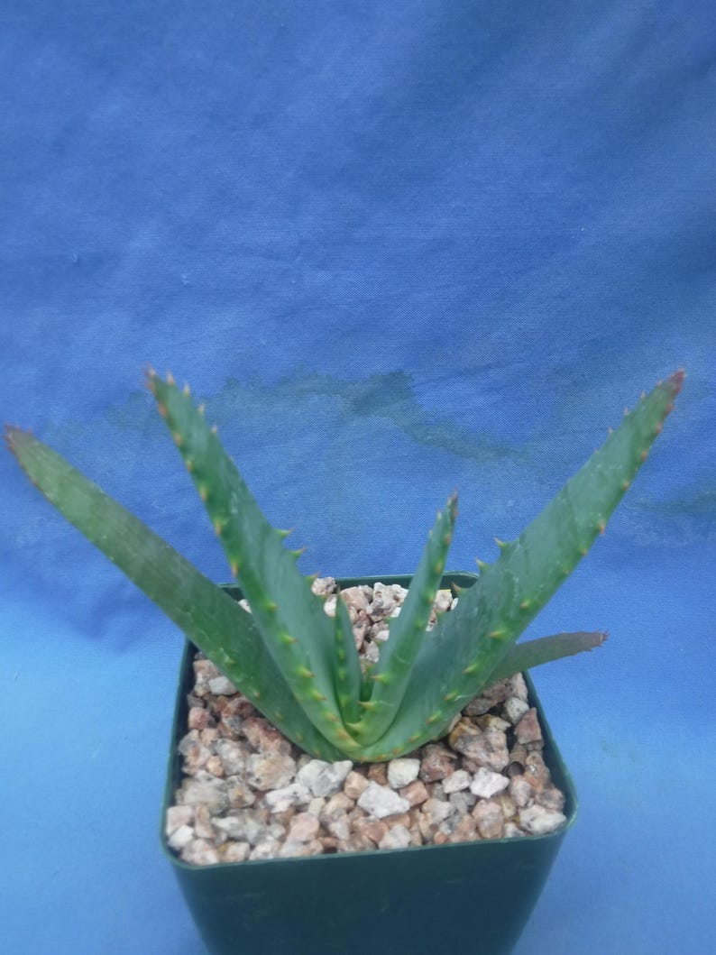 Aloe Tangerine Hybrid Arborescens X Ferox INTENSE BLOOMS STARTER Plants ...