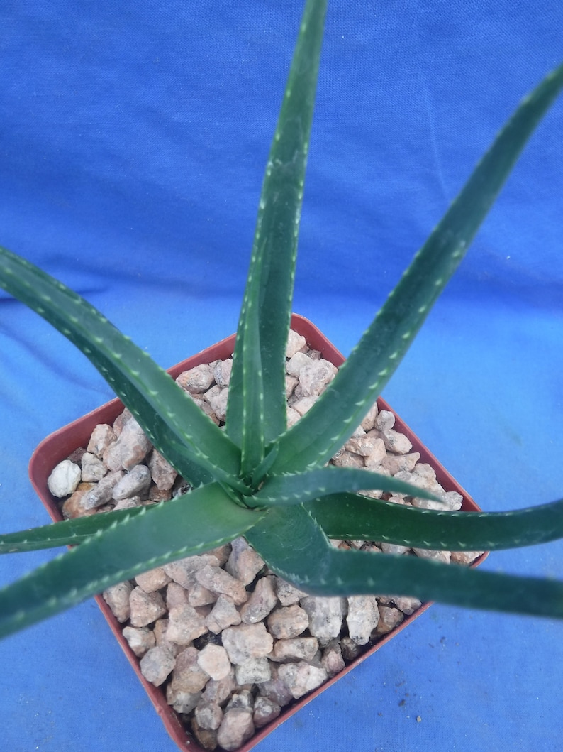 Aloe Safari Sunrise HYBRID Orange/pink/cream Blooms STARTER - Etsy