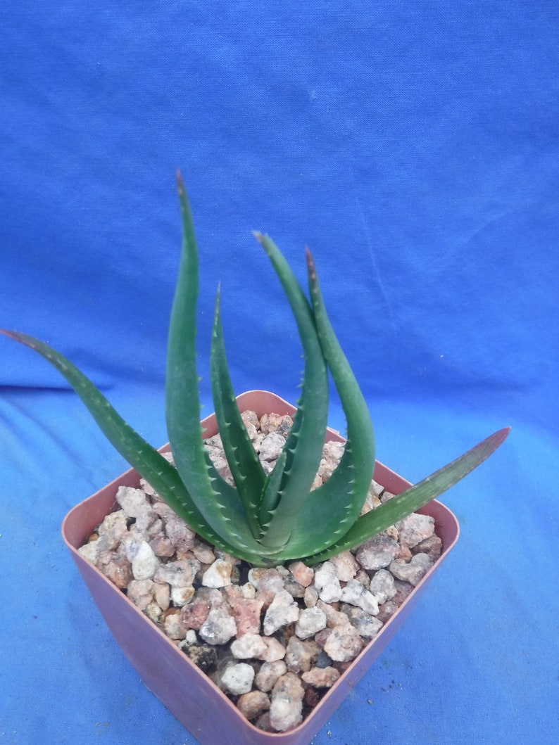 Aloe Safari Rose HYBRID Rose-pink Blooms STARTER Plants Easy - Etsy