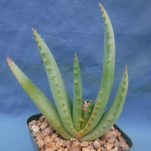 Aloe Tangerine Hybrid Arborescens X Ferox INTENSE BLOOMS STARTER Plants ...