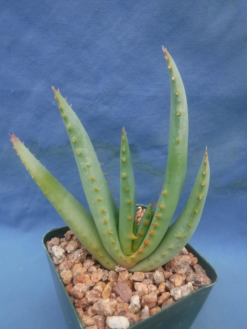 Aloe Tangerine Hybrid Arborescens X Ferox INTENSE BLOOMS STARTER Plants ...