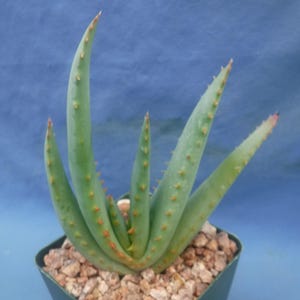 Aloe Tangerine Hybrid Arborescens X Ferox INTENSE BLOOMS STARTER Plants ...