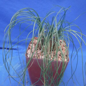 Albuca Polyphylla 'augrabies Hills' 6-10 Bulbs EZ 2 - Etsy