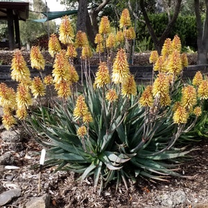 Aloe Safari Moonglow HYBRID Bright Yellow Blooms STARTER Plants Easy to ...