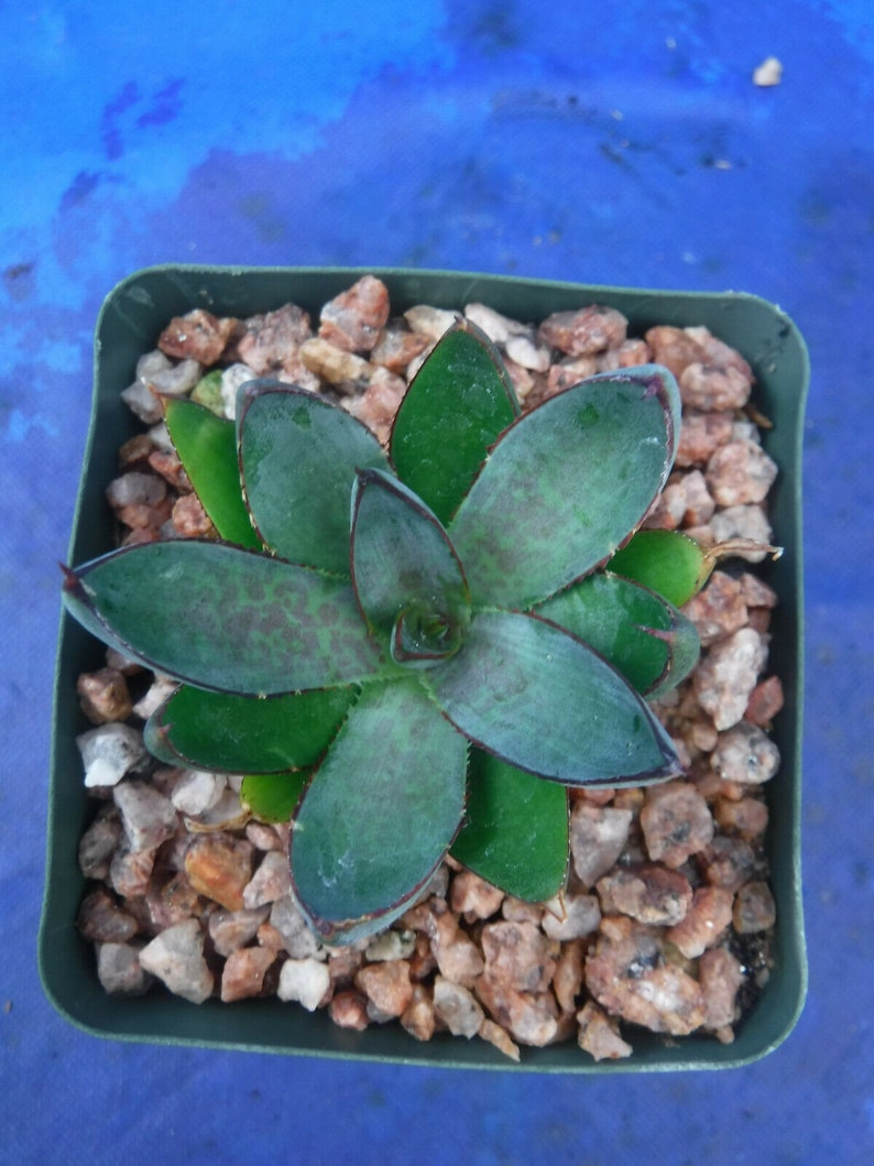 Praying Hands Mangave STARTER Plant Agave/manfreda Hybrid Most - Etsy