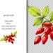 Rosehip Clipart, Watercolor Rosehip Berries Png Set. Rose Hips Digital ...