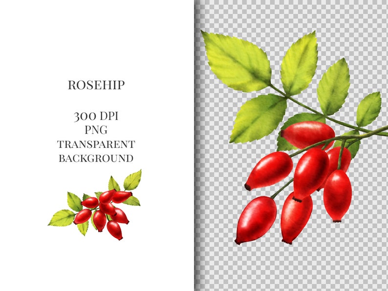 Rosehip Clipart, Watercolor Rosehip Berries Png Set. Rose Hips Digital ...