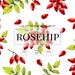 Rosehip Clipart, Watercolor Rosehip Berries Png Set. Rose Hips Digital ...
