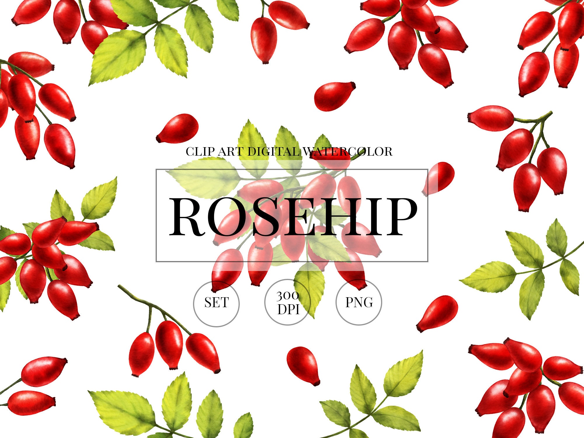 Rosehip Clipart, Watercolor Rosehip Berries Png Set. Rose Hips Digital ...