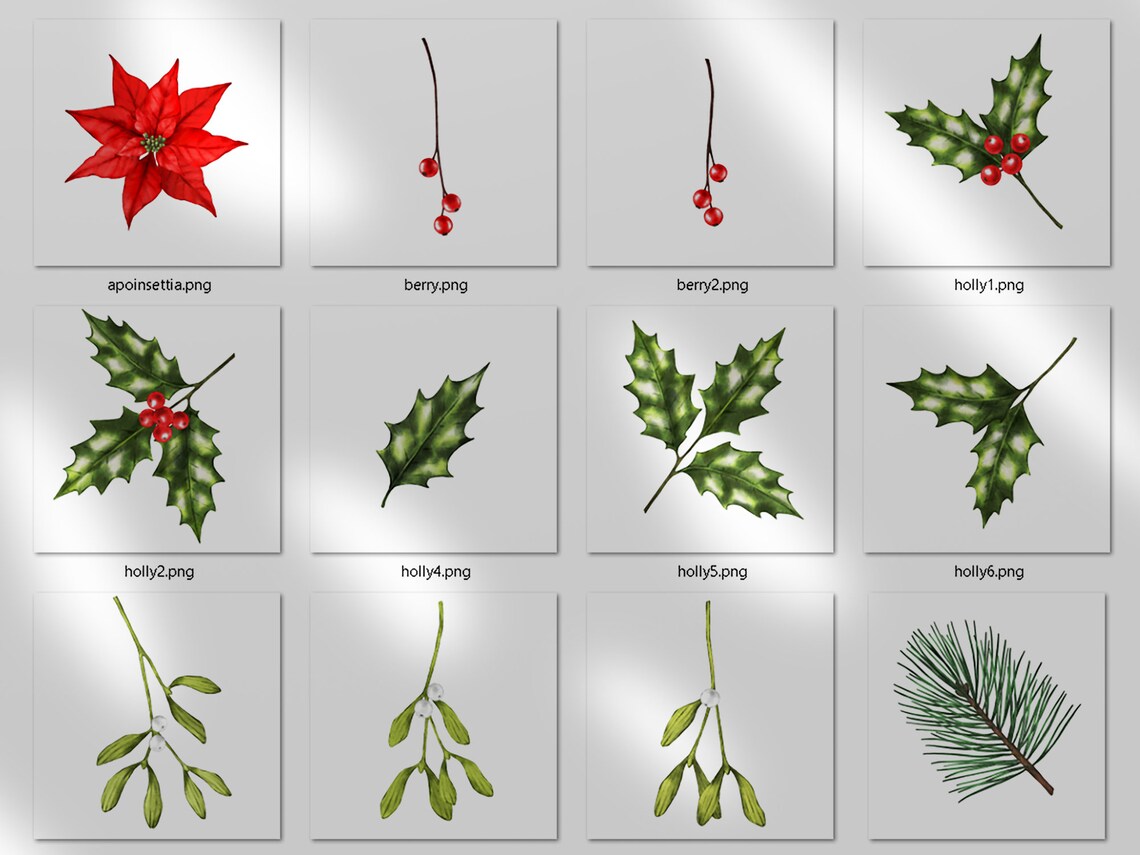 Christmas Clipart Red Poinsettia and Winter Greenery Png. Mistletoe ...