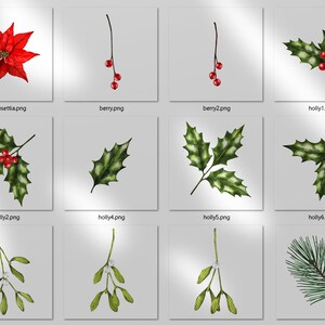 Christmas Clipart Red Poinsettia and Winter Greenery Png. Mistletoe ...