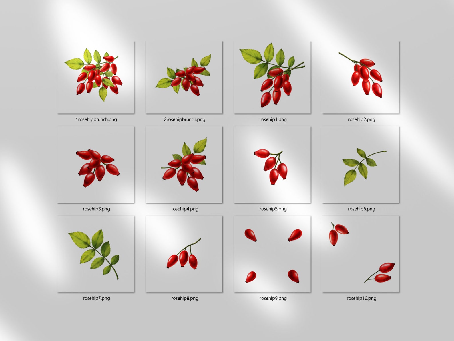 Rosehip Clipart, Watercolor Rosehip Berries Png Set. Rose Hips Digital ...