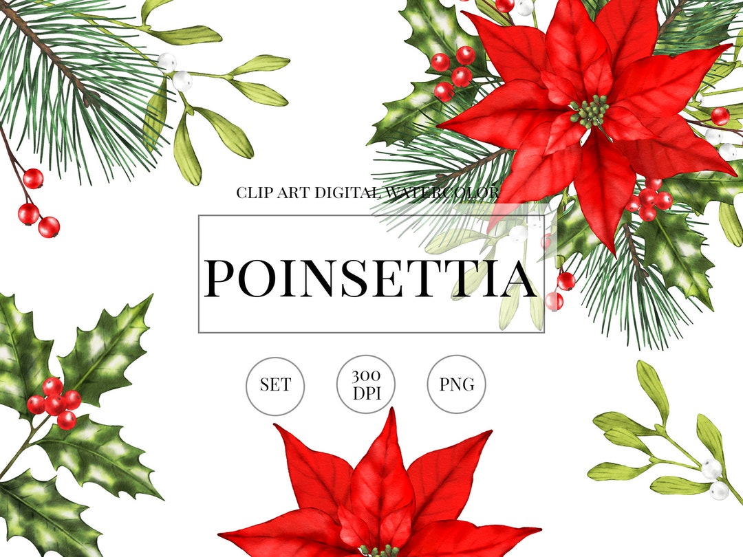 Christmas Clipart Red Poinsettia and Winter Greenery Png. Mistletoe ...