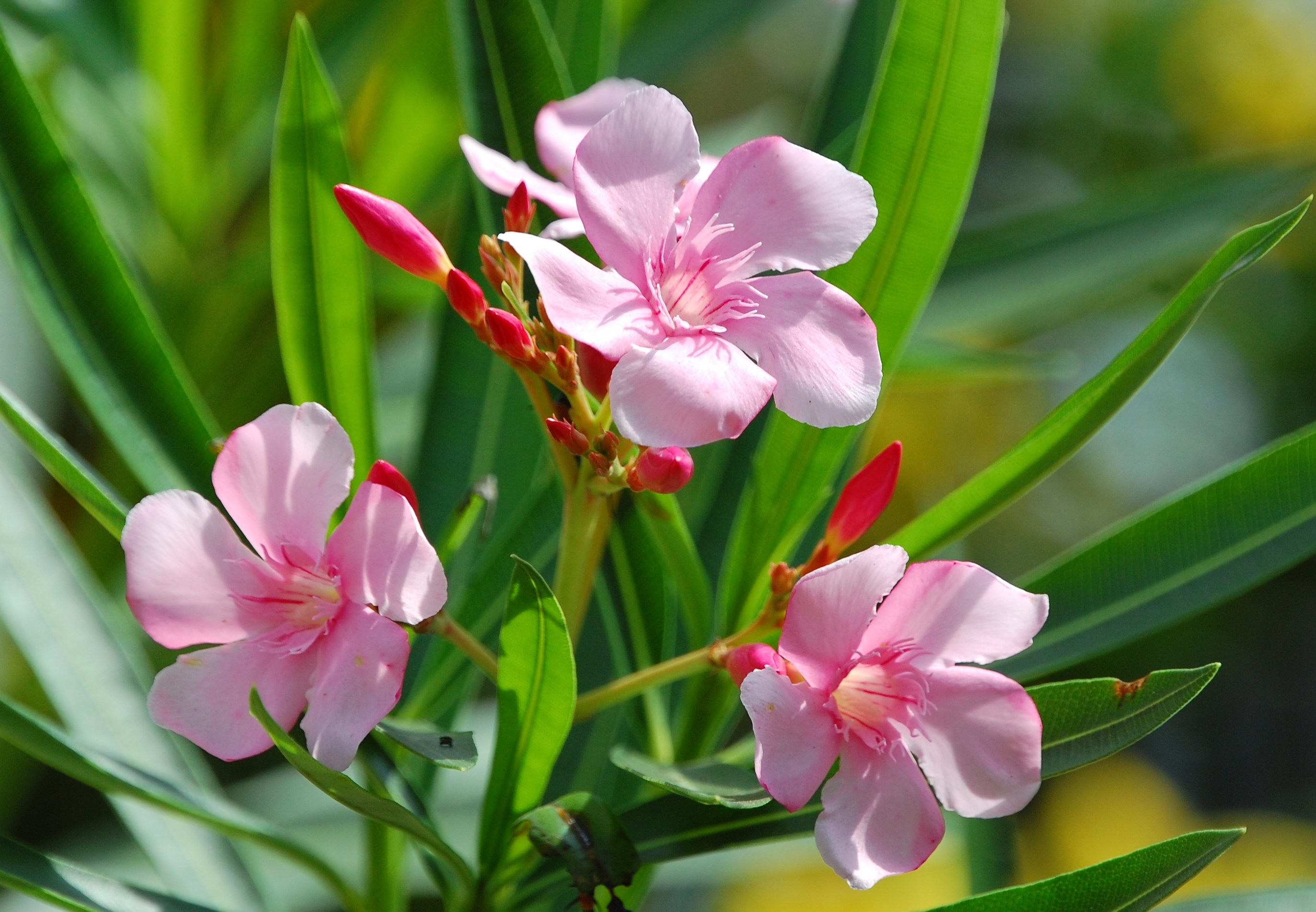 20 Seeds Pink Oleander Nerium Oleander Shrub Tree Seeds | Etsy