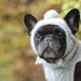 French Bulldog Wool Sweater and Hat, French Bulldog Grey Tweed Winter ...