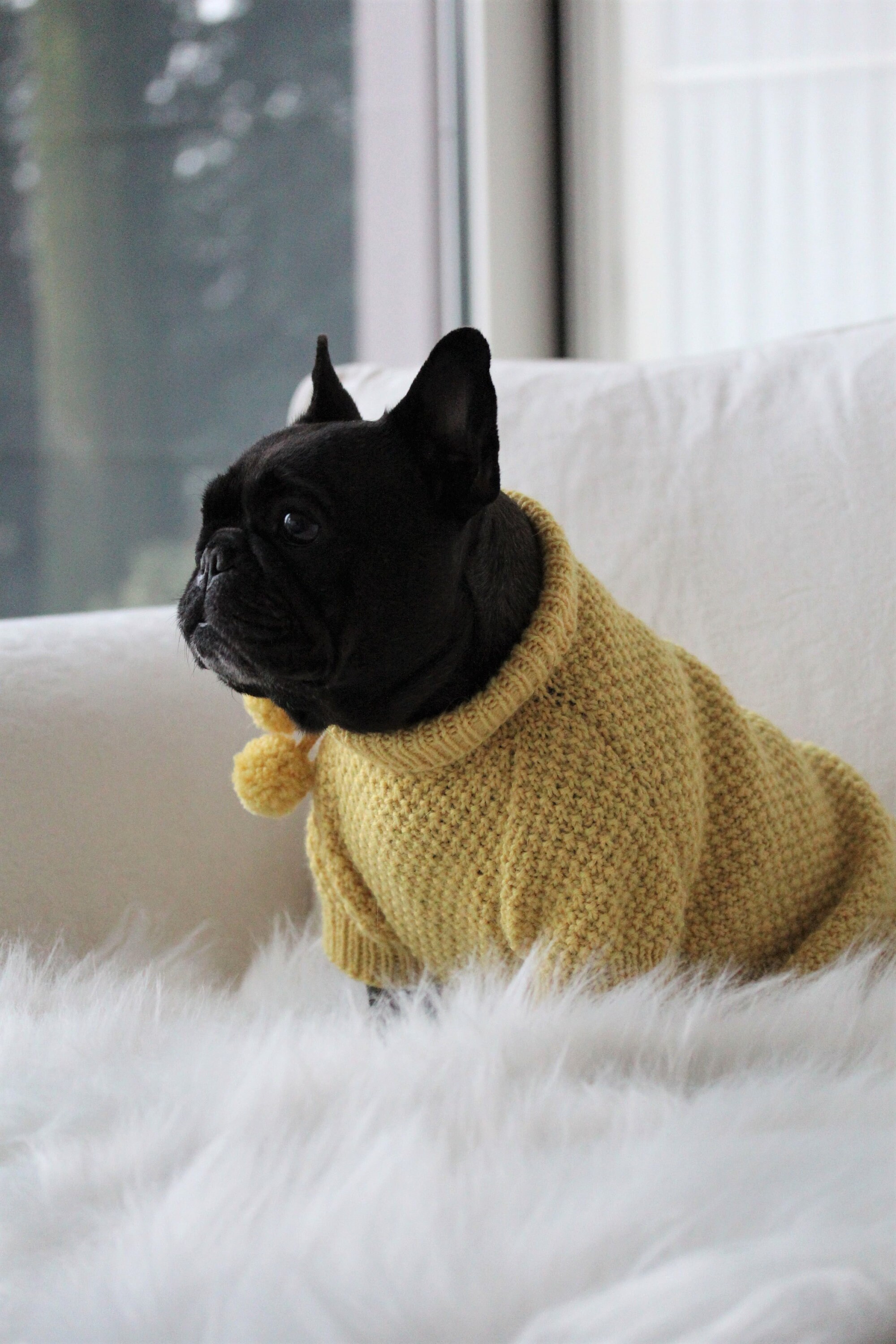 Knitting Pattern PDF French Bulldog Yellow Sweater With - Etsy Australia