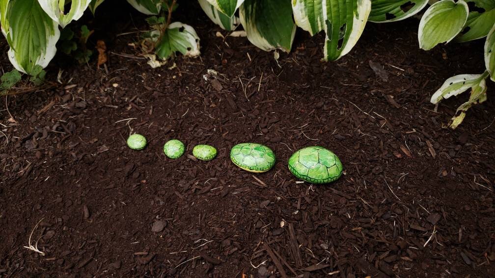 Turtle Shell Hand Painted Rocks for Home Decoration or to Add Some Life ...