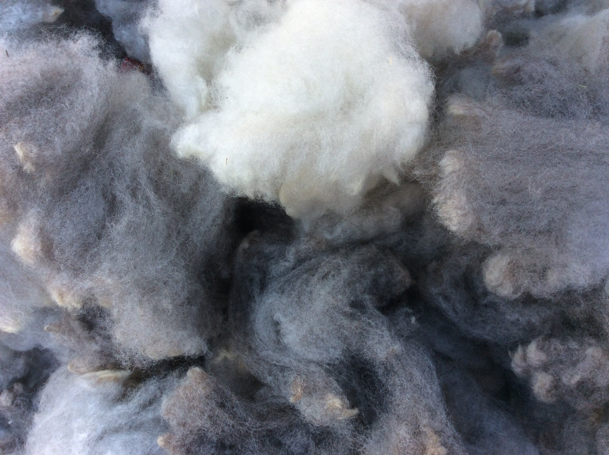 Washed scoured Wool 4oz of Clean Fleece. Ready for Your Next Step - Etsy