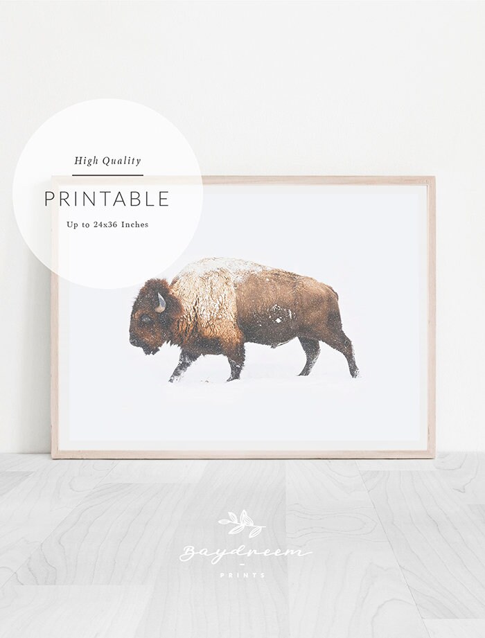 Bison Print Buffalo Wall Art Bison Printable Buffalo Print | Etsy