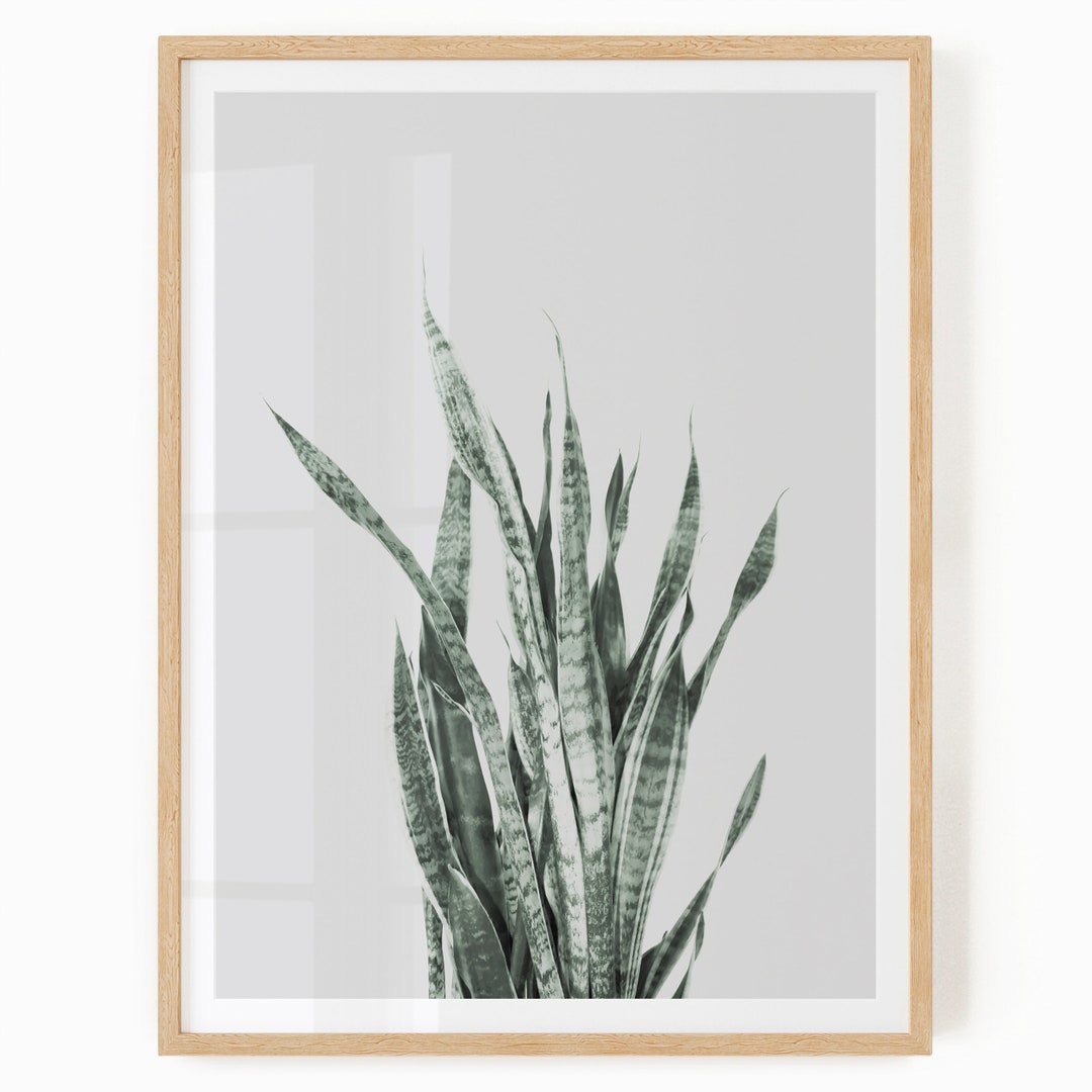 Snake Plant Print Digital Download - Modern Botanical Printable Wall ...