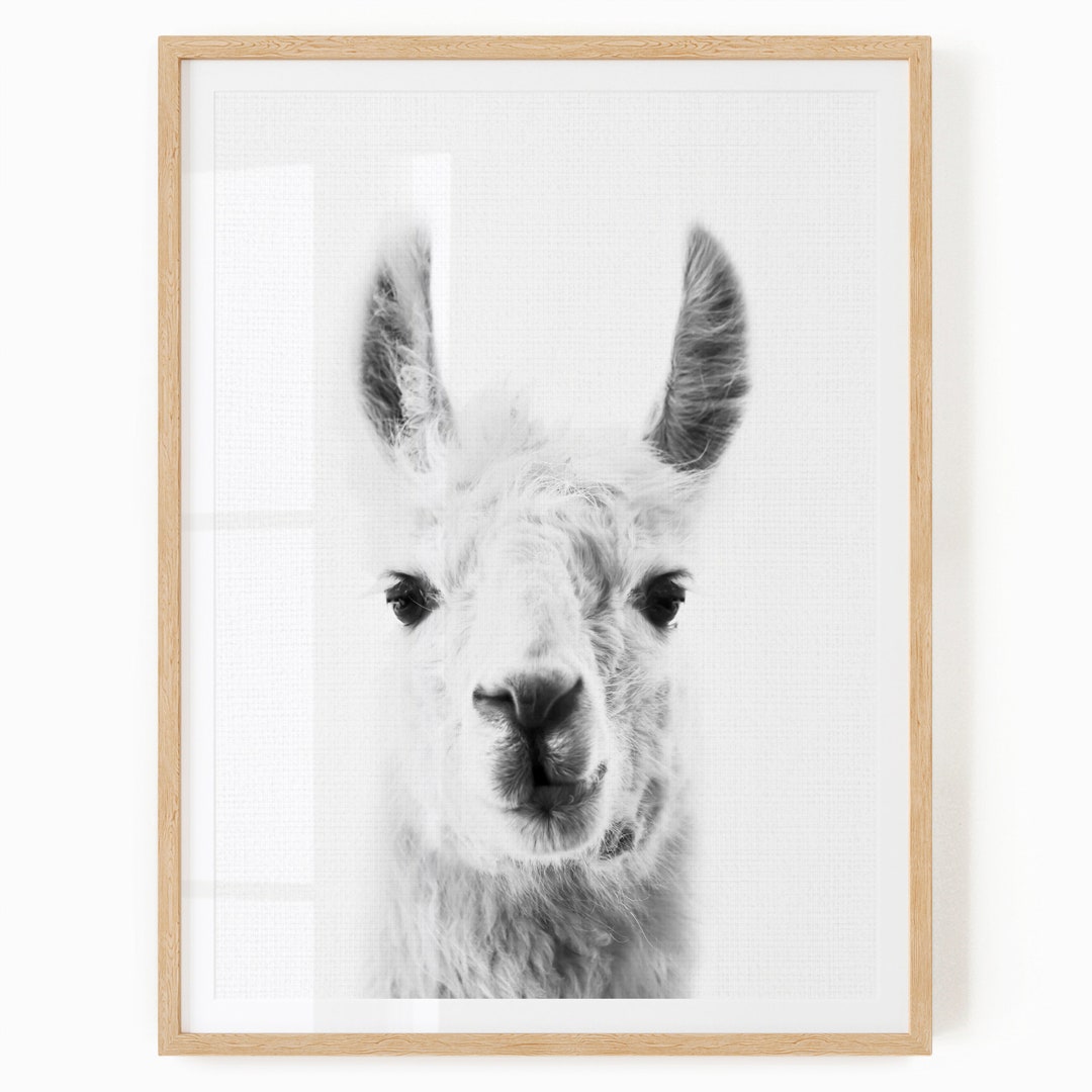 Llama Print Digital Download - Black and White Llama Wall Art - Llama ...