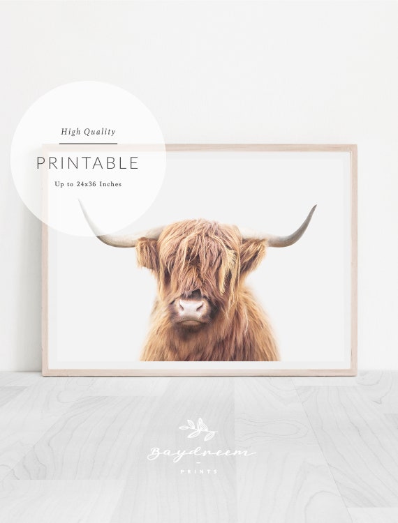 Scotland Highland Cow Print Animal Photography Animal Wall Art Scotland Highland Cow Print Animal Photography Animal Wall Art
