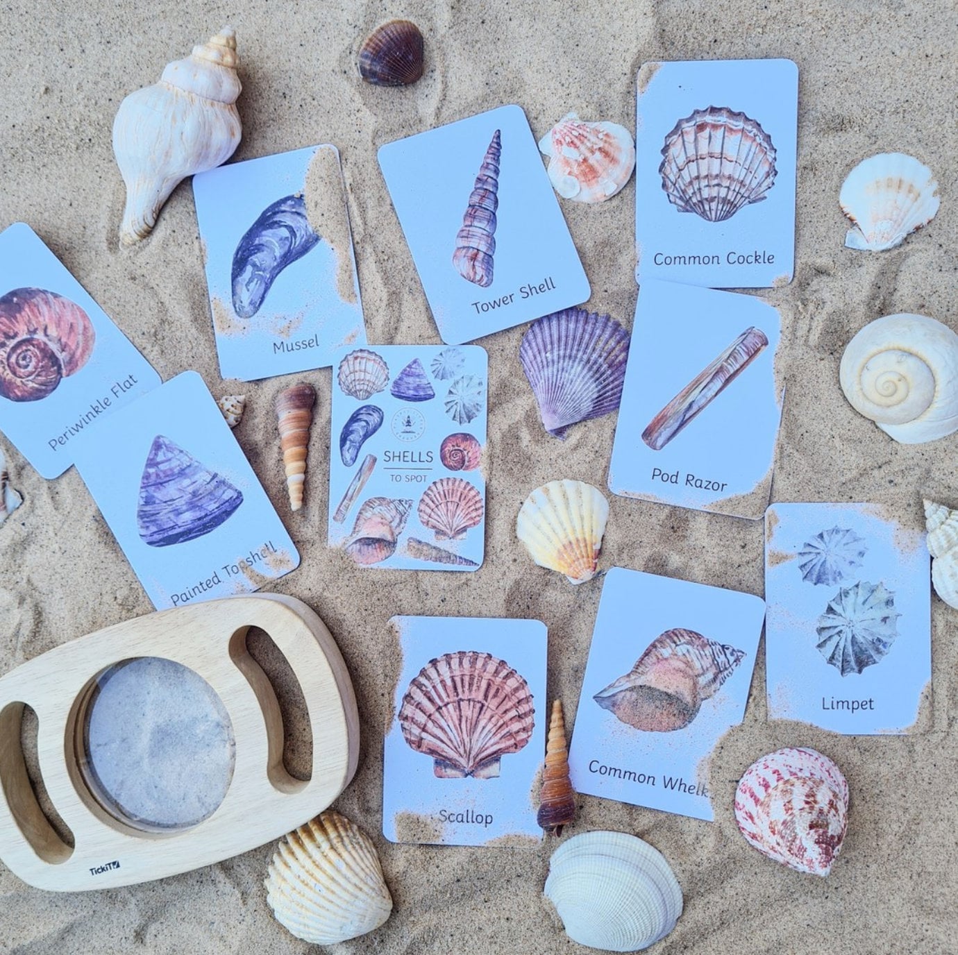 Shells Flashcards Educational Learning Resources EYFS - Etsy