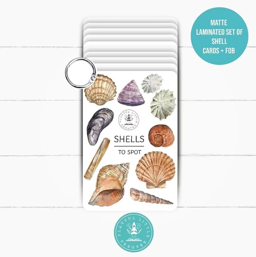 Shells Flashcards Educational Learning Resources EYFS - Etsy