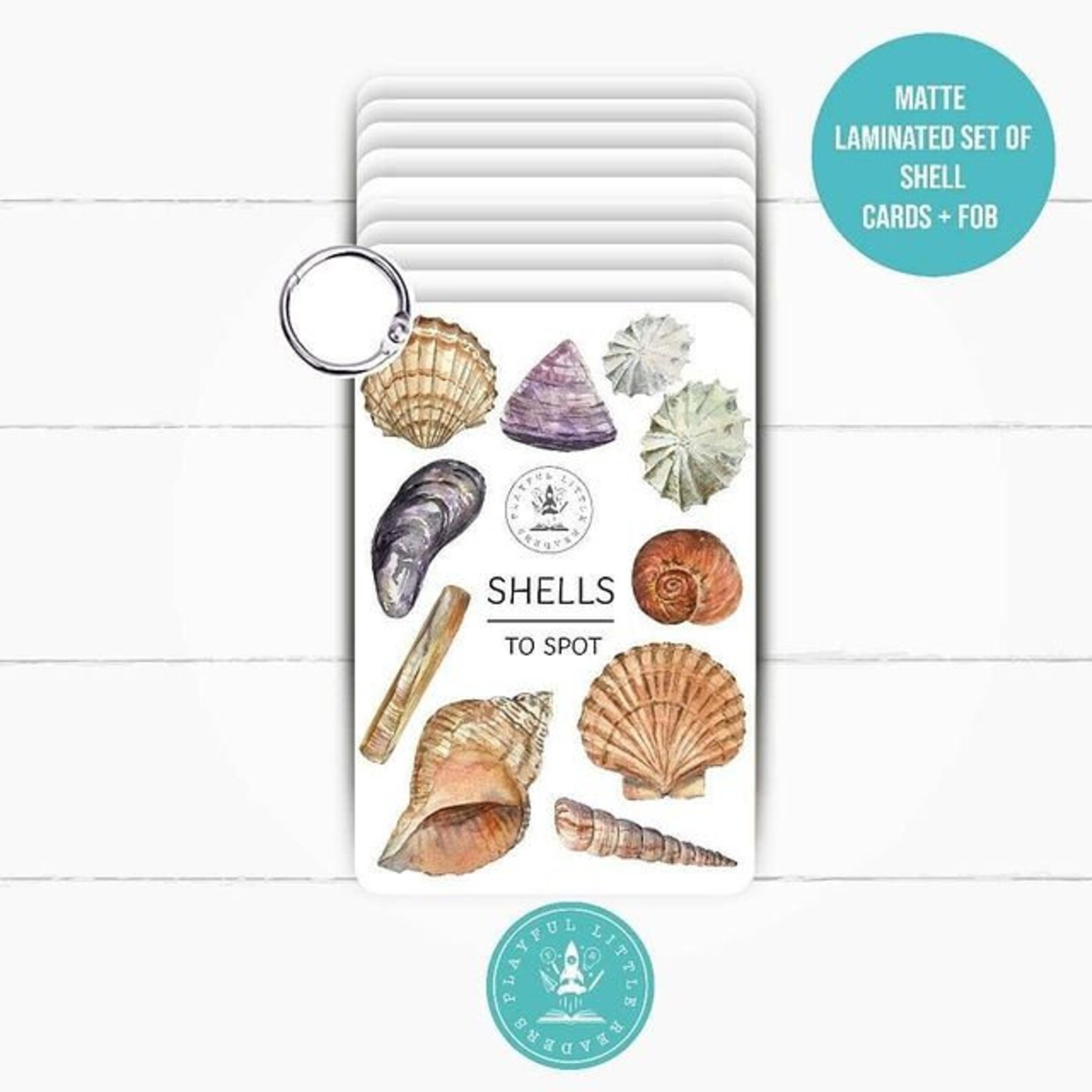 Shells Flashcards Flash Cards Educational Learning | Etsy