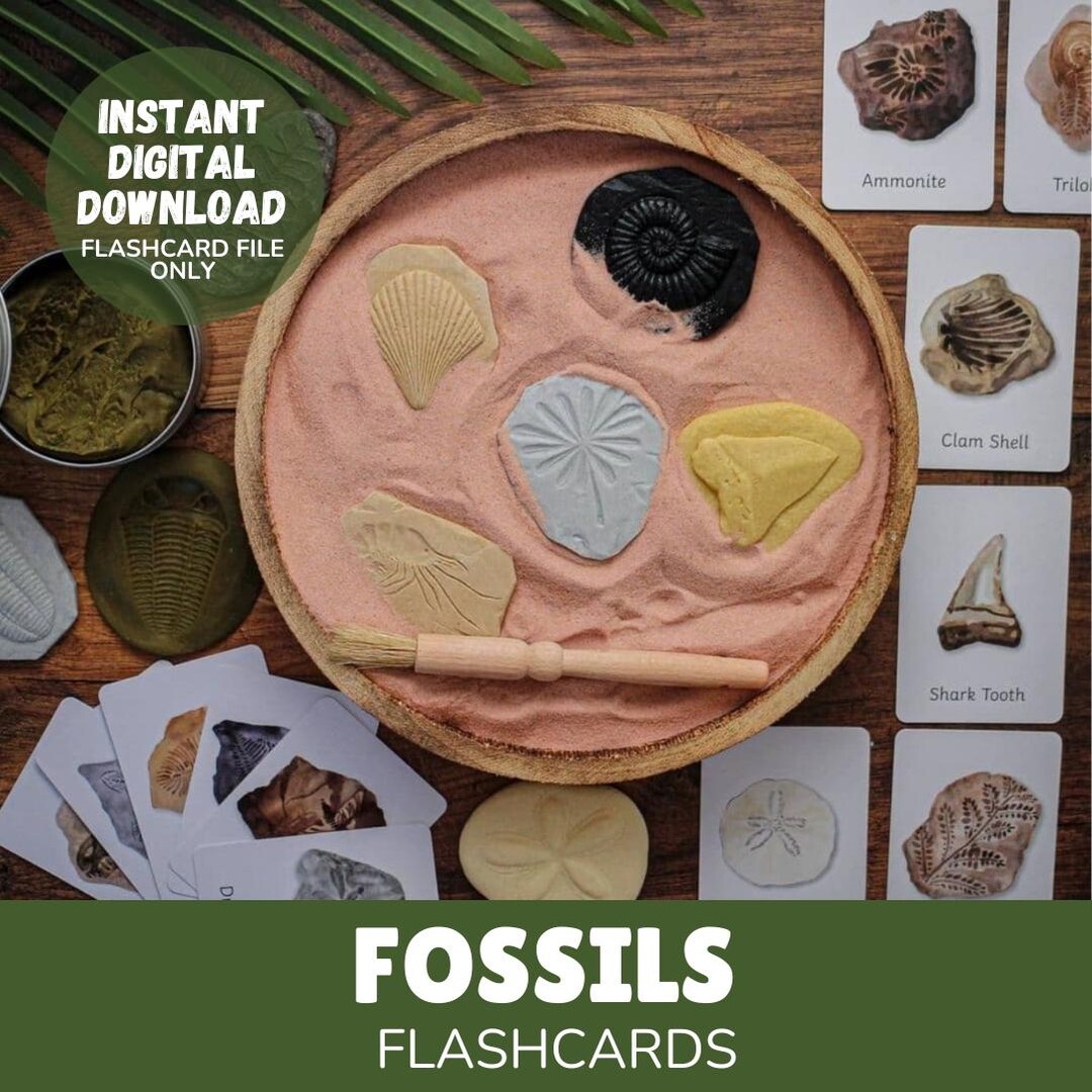 Fossils Flashcards | Printable | Learning Resources Teaching | Childrens | EYFS | Homeschool ...