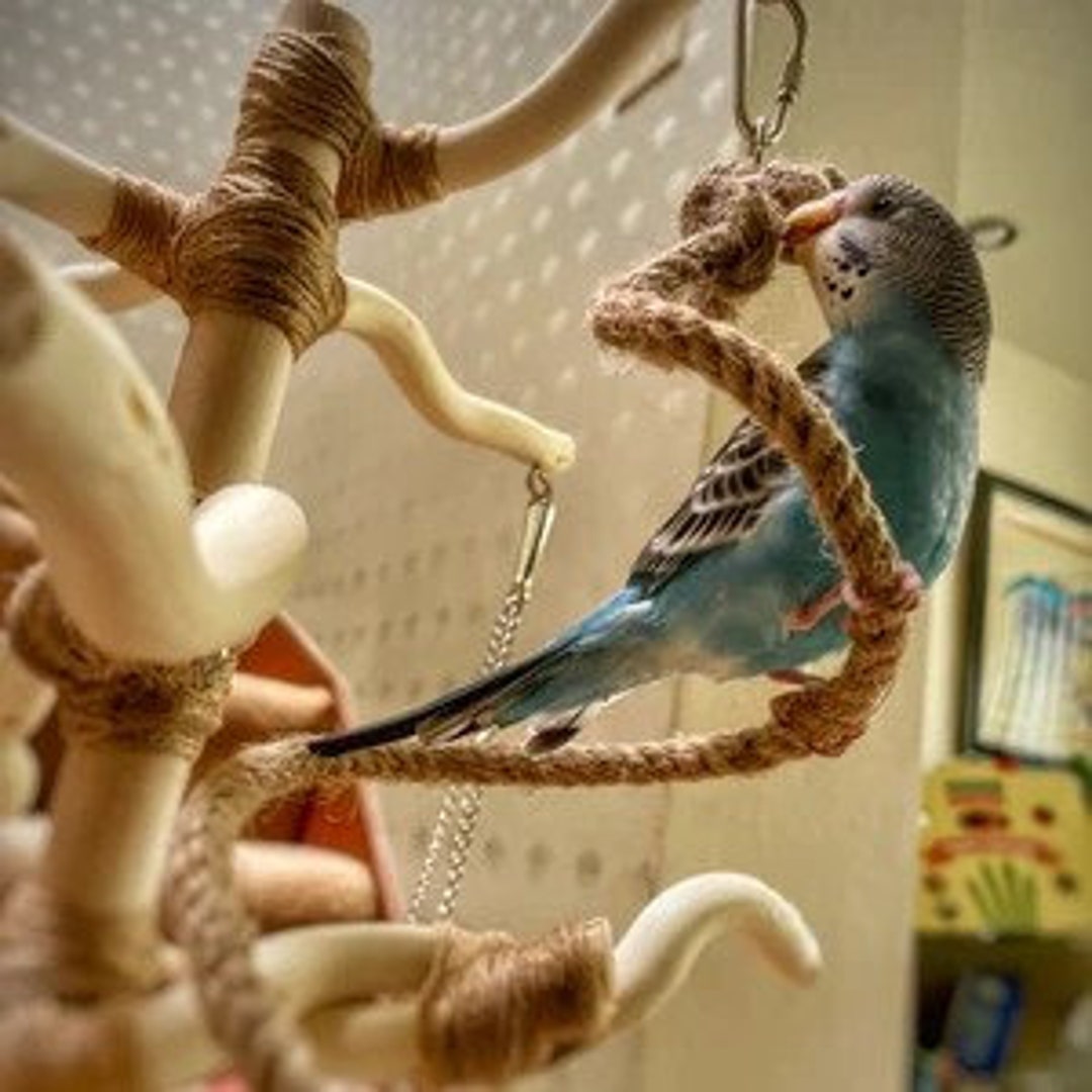 THE BEST All-natural Wood Stand, 1.5', Portable, Parrot Stand - Etsy