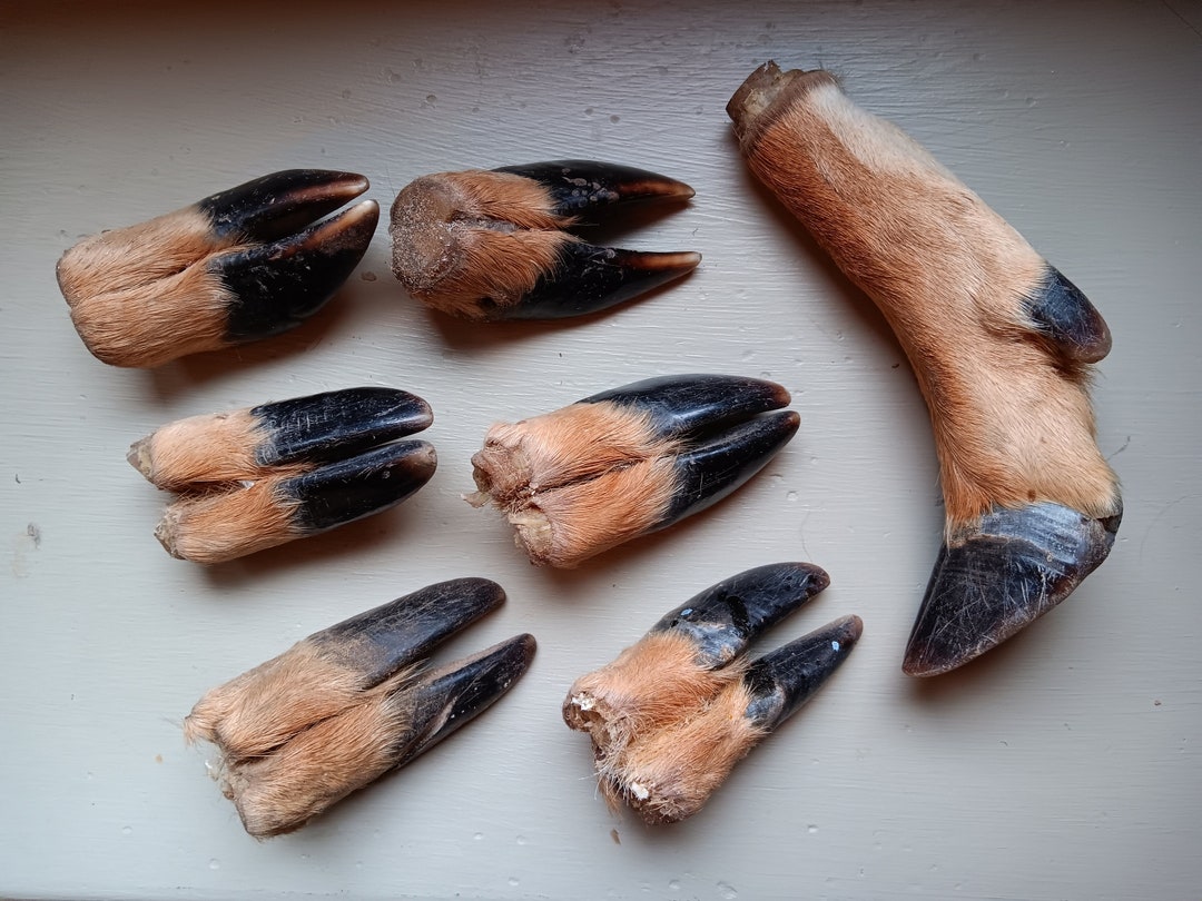 Deer Feet - Etsy